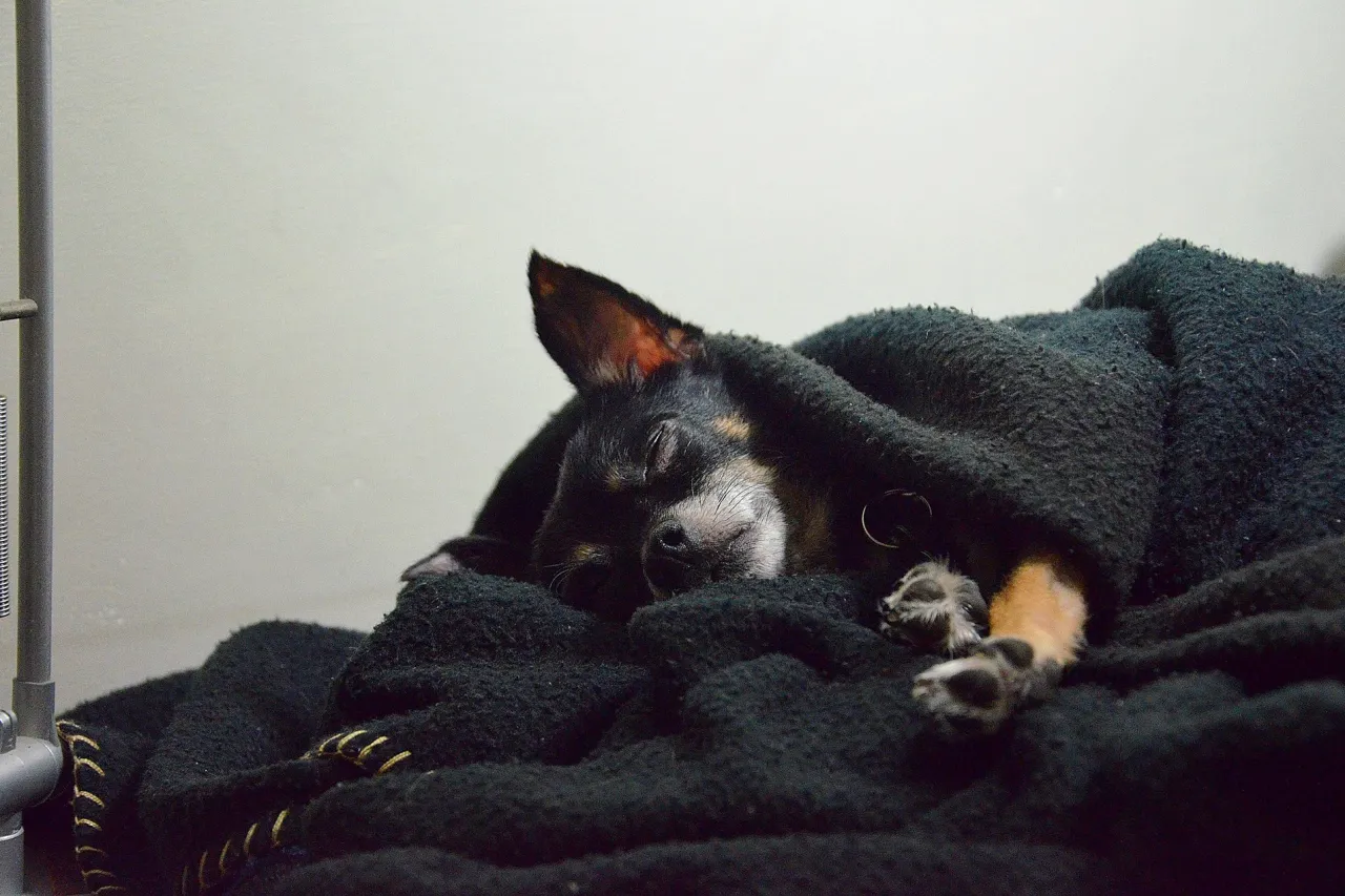 ¿Tu perro da vueltas antes de dormir? Esto dicen los expertos