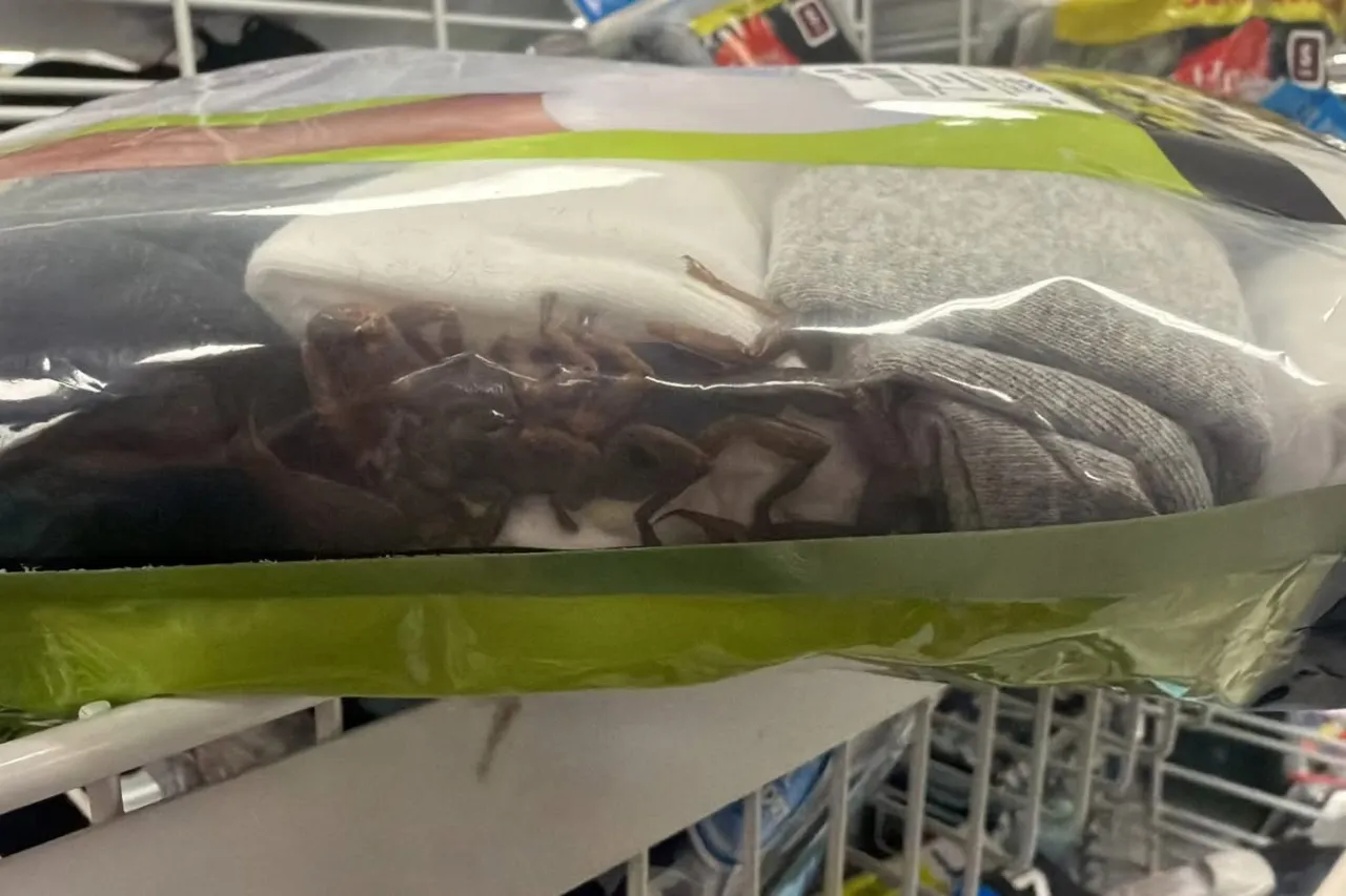 Encuentran presunto alacrán en paquete de playeras de Ross de El Paso