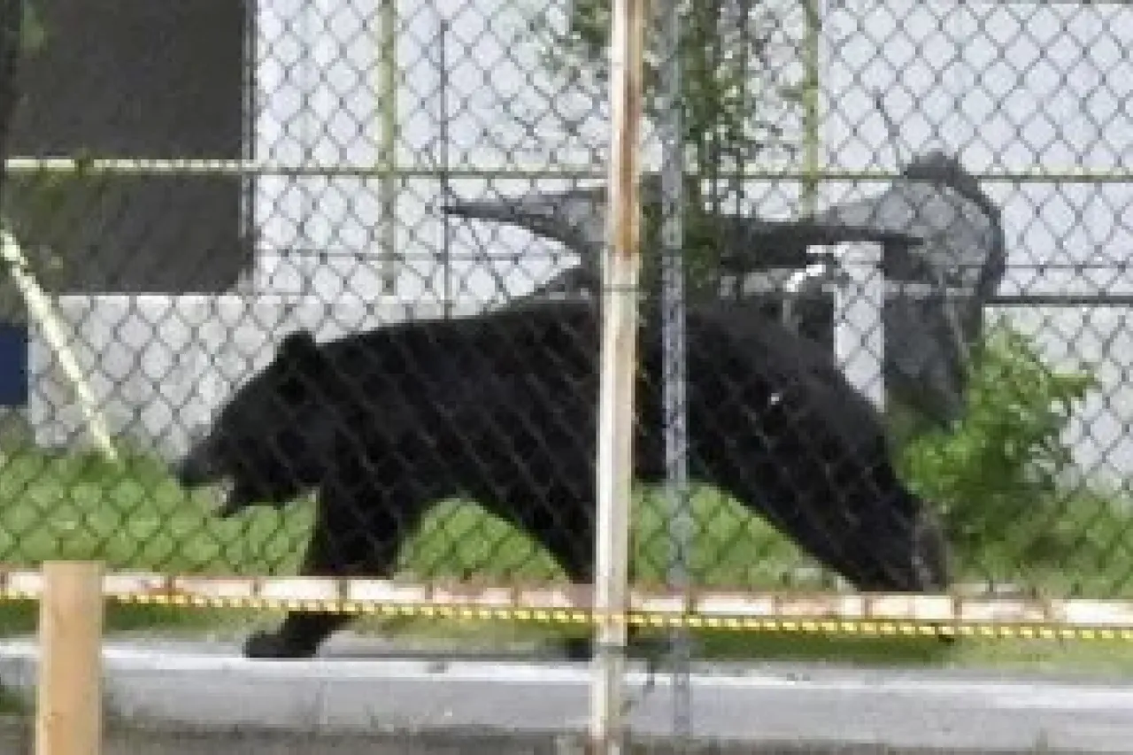 Cuatro heridos por ataques de oso en Fukushima, escuelas suspenden clases